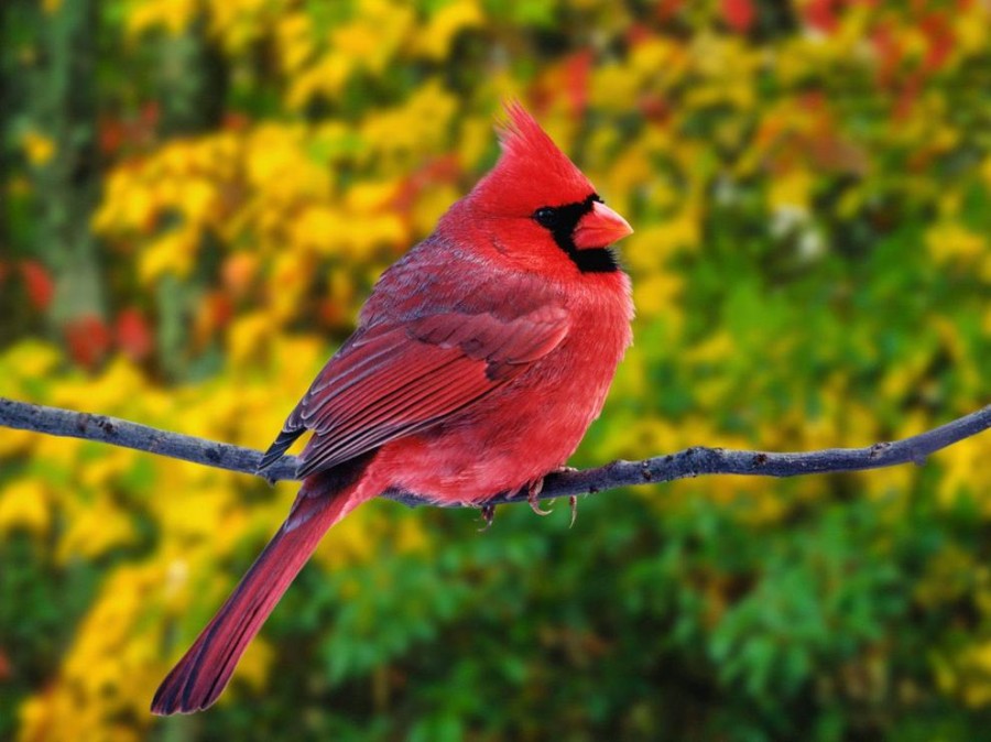 Travel ツ: Top 10 de las aves más bellas del mundo